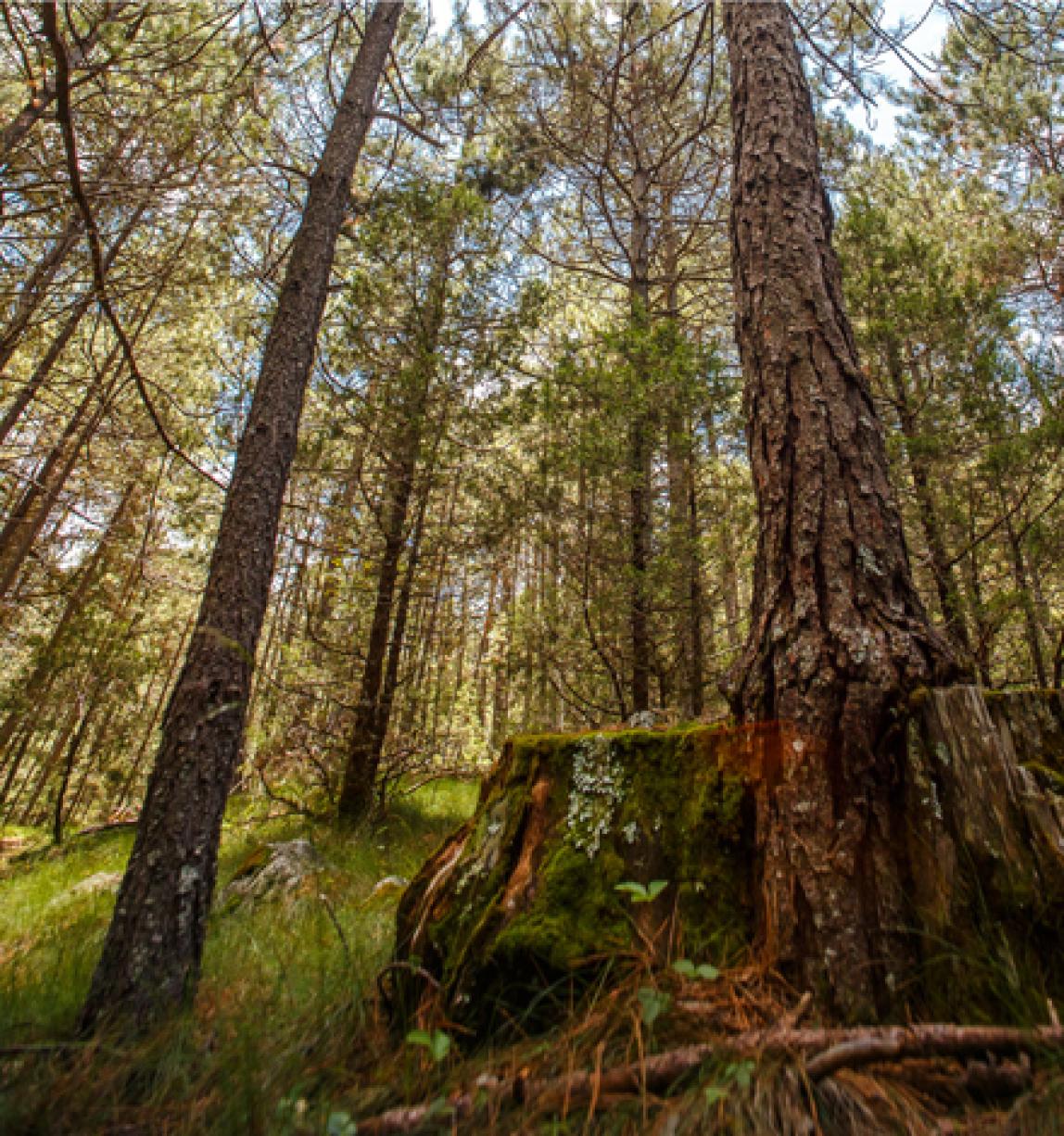 Supply Chain.jpg | FSC España